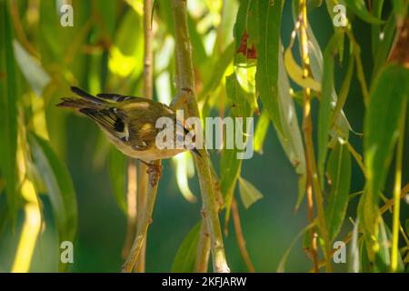 A closeup shot of a Goldcrest bird Stock Photo - Alamy