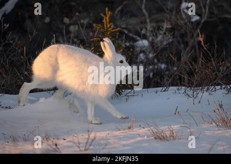 Arctic hare, Lepus arcticus, hopping around the snow in Canada's arctic ...