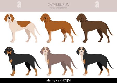 Catalburun, Turkish double nose Pointer clipart. Different poses, coat ...