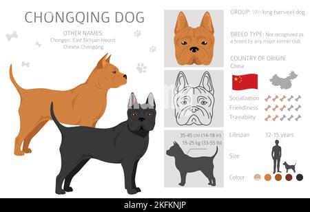 Chongqing dog clipart. Different poses, coat colors set. Vector ...