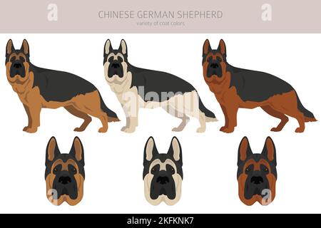 Chinese German shepherd clipart. Different poses, coat colors set ...