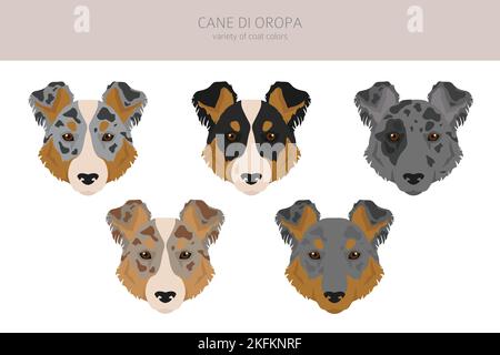 Cane di Oropa clipart. Different poses, coat colors set. Vector ...