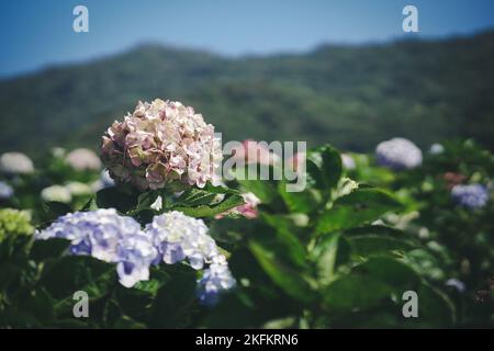 blooming hydrangea flower field garden horticulture Stock Photo - Alamy