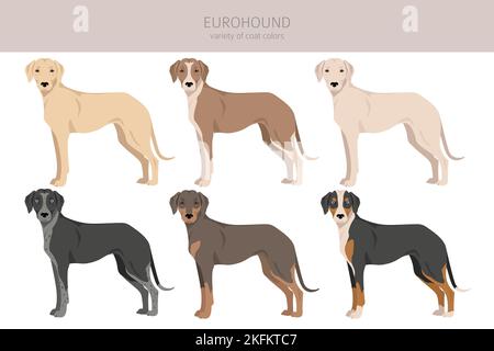 Eurohound clipart. Different coat colors set. Vector illustration Stock ...