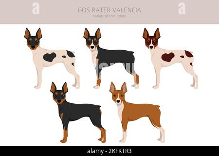 Gos Rater Valencia clipart. Different coat colors set. Vector ...