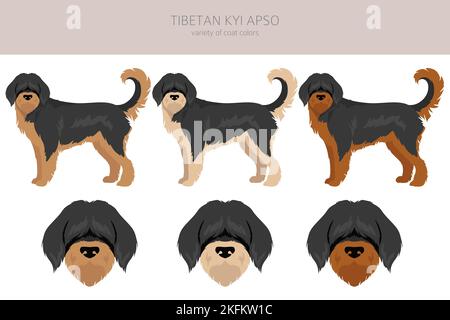 Tibetan Kyi Apso clipart. Different poses, coat colors set. Vector ...