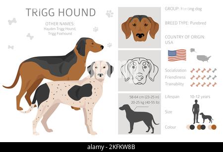 Trigg Hound clipart. All coat colors set. All dog breeds ...