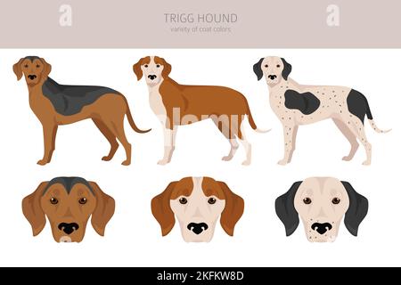 Trigg Hound clipart. All coat colors set. All dog breeds ...