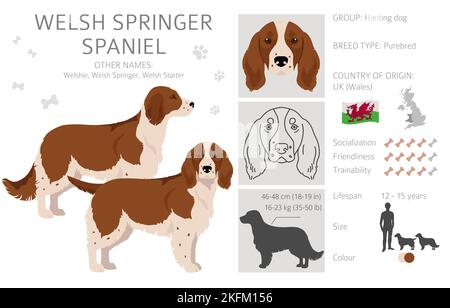 Welsh Springer spaniel clipart. Different poses, coat colors set ...