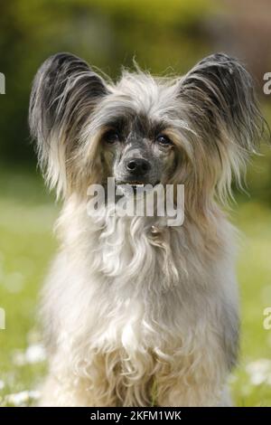 Chinese Crested Powderpuff Portrait Stock Photo - Alamy