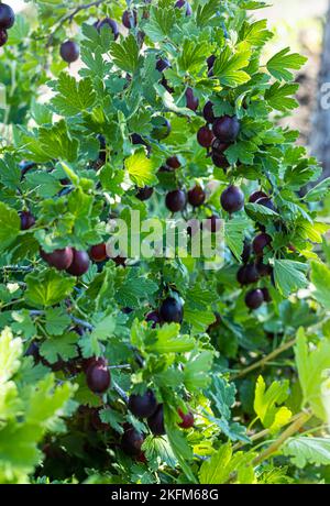 Gooseberry on a branch of a gooseberry Bush in the garden. Selective ...