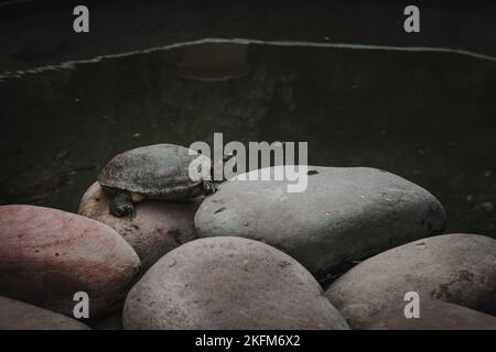 Small turtle on rocks in a green water pond Stock Photo - Alamy
