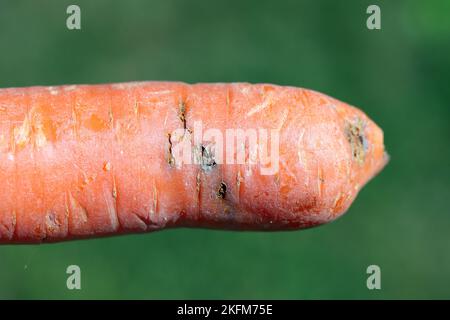 Damage to carrots caused by the larva of the carrot fly. Protect the ...