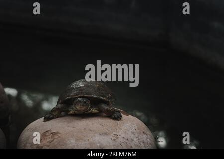 Small turtle on rocks in a green water pond Stock Photo - Alamy