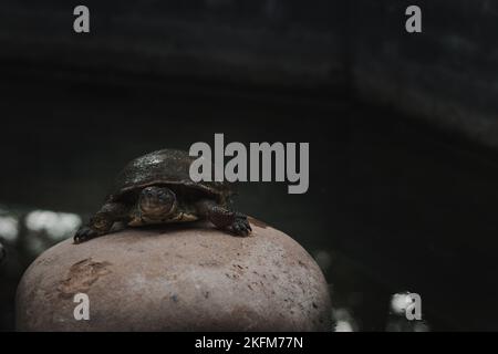Small turtle on rocks in a green water pond Stock Photo - Alamy
