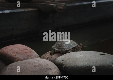 Small turtle on rocks in a green water pond Stock Photo - Alamy