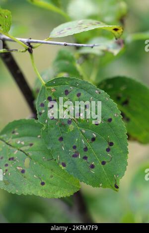 Close-up of a green leaf that was attacked and totally eaten by pests ...