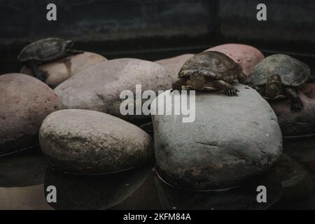 Small turtle on rocks in a green water pond Stock Photo - Alamy