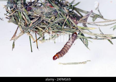 Caterpillar of Gold Triangle (Hypsopygia costalis) moth Stock Photo - Alamy