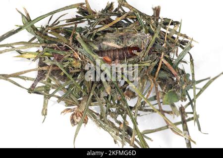 Caterpillar of Gold Triangle (Hypsopygia costalis) moth Stock Photo - Alamy