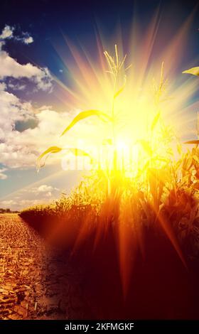 sunbeam in corn field after rain Stock Photo - Alamy