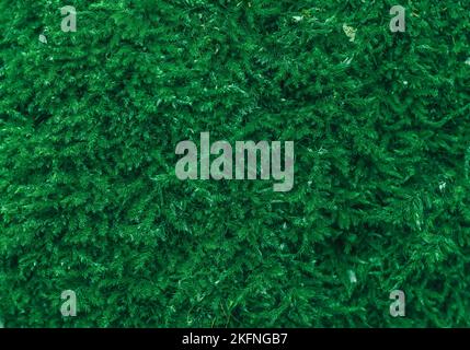 Green moss. Modern eco friendly decor made of colored stabilized moss ...