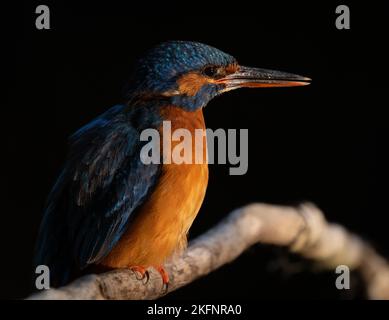 A closeup shot of brightly colored common kingfisher bird perched on ...