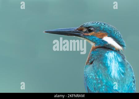 A closeup shot of brightly colored common kingfisher bird perched on ...
