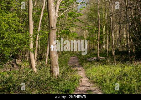 Footpath in Oxfordshire Woods Stock Photo - Alamy