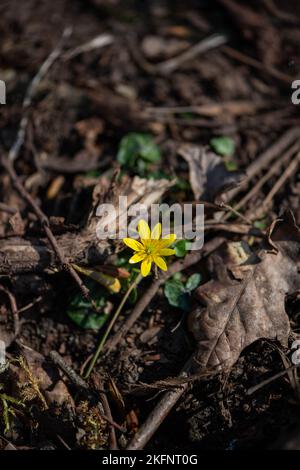Single yellow wildflower Stock Photo - Alamy