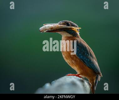 A closeup shot of a Kingfisher with fish in its beak flying over a pond ...