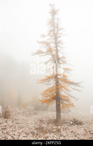 Low clouds in the forest at fall with yellow larches Stock Photo - Alamy