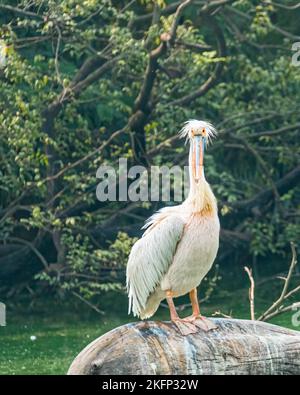 pelican sitting on the beach and swimming in the water Stock Photo - Alamy