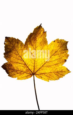 Backlit, isolated maple or Acer leaf in autumn, close up Stock Photo ...
