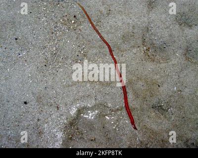 Arenicola is a genus of capitellid annelid worm comprising the lugworms ...