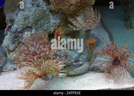 The ecology of the benthic Stock Photo - Alamy
