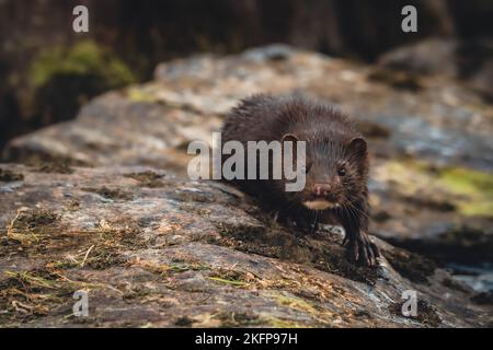 A beautiful shot of an american mink in the forest Stock Photo - Alamy
