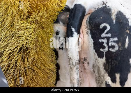 Dairy cow using a brush type scratching post, Dumfries, UK Stock Photo ...