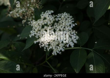 elderflower, black lilac flowers Stock Photo - Alamy