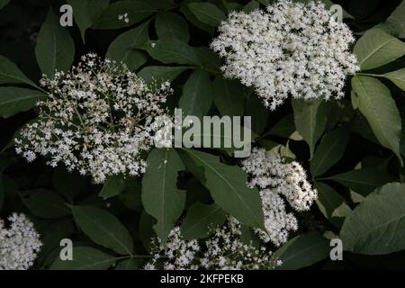 elderflower, black lilac flowers Stock Photo - Alamy