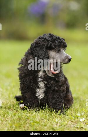 toy poodle yawning Stock Photo - Alamy