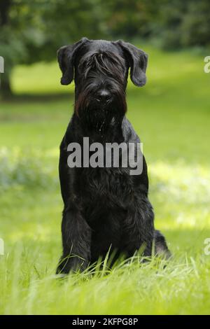 sitting Giant Schnauzer Stock Photo - Alamy