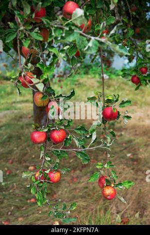 Apple tree with apples, organic natural fruits in a garden, harvest ...