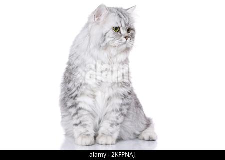 young Highlander tomcat Stock Photo - Alamy