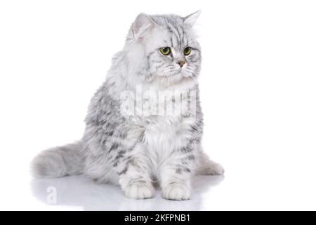 young Highlander tomcat Stock Photo - Alamy