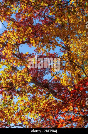 Canopies of white oak trees (Quercus alba) in fall colors. Peak fall ...