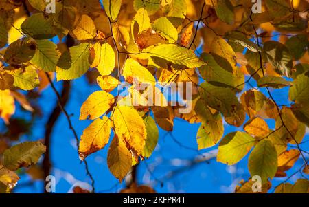American hornbeam (Carpinus caroliniana) - twigs with leaves changing ...