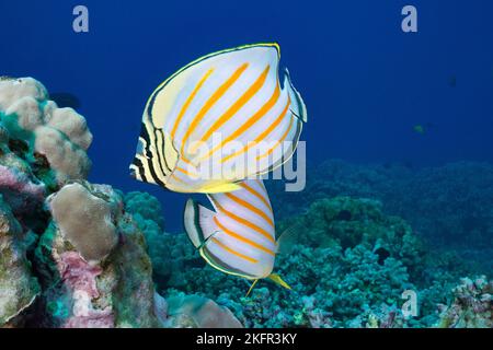 Ornate butterflyfish, Chaetodon ornatissimus, Kona, Big Island, Hawaii ...