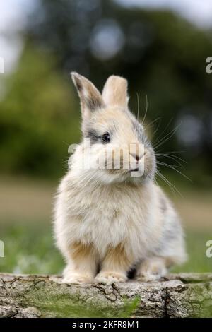 young rabbit sits on tree trunk Stock Photo - Alamy