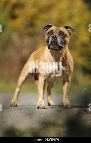 standing Staffordshire Bull Terrier Stock Photo - Alamy